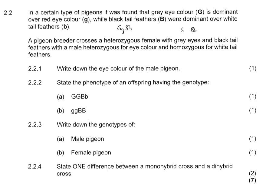 In a certain type of pigeons it was found that grey | Chegg.com