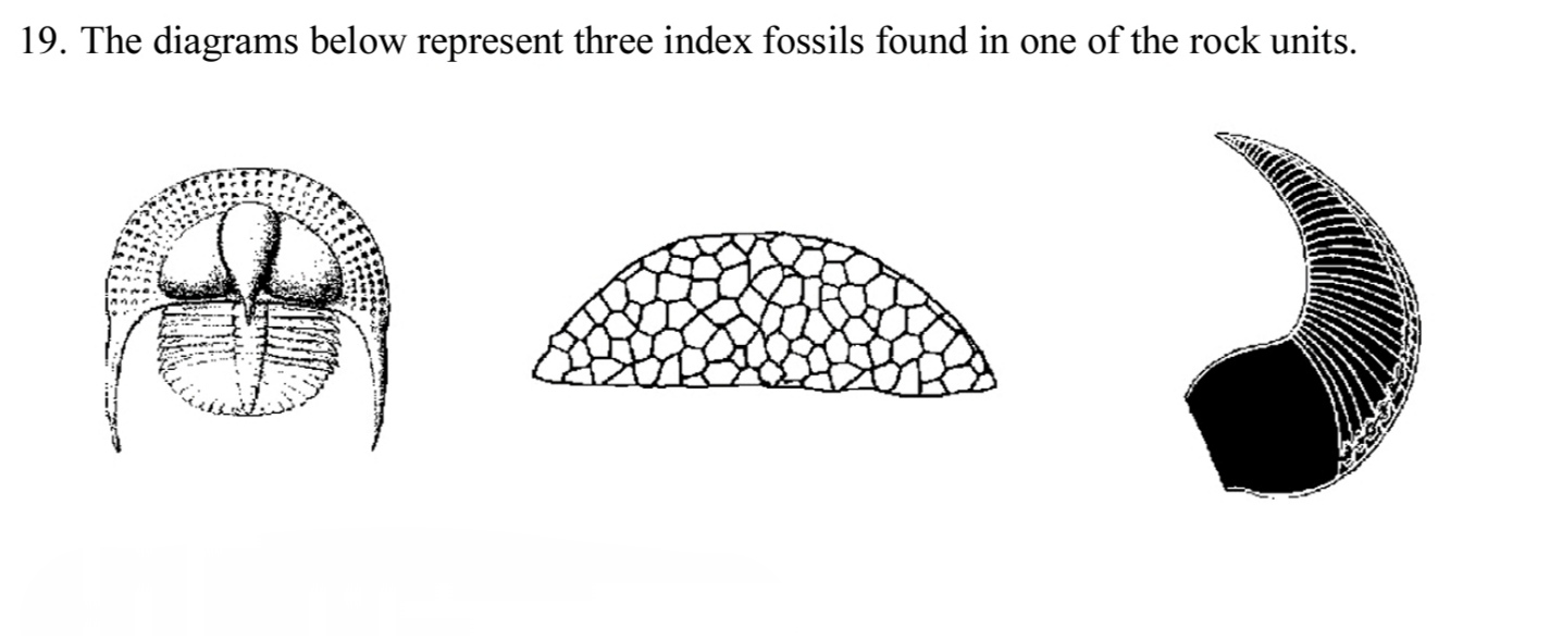 Solved The diagrams below represent three index fossils | Chegg.com