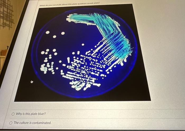 Why is this plate blue!? The culture is | Chegg.com