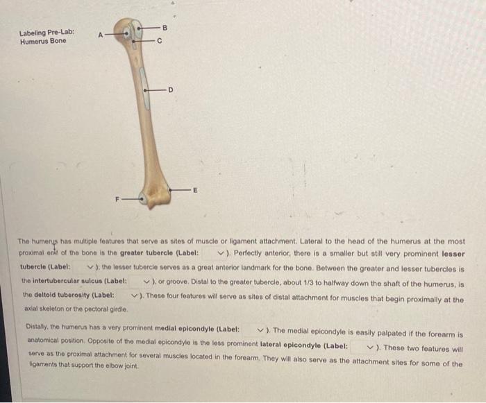Labeling Pre-Lab: Humerus Bone The humerys has | Chegg.com