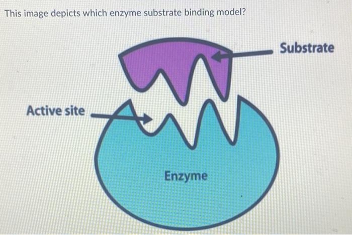 Solved This image depicts which enzyme substrate binding | Chegg.com