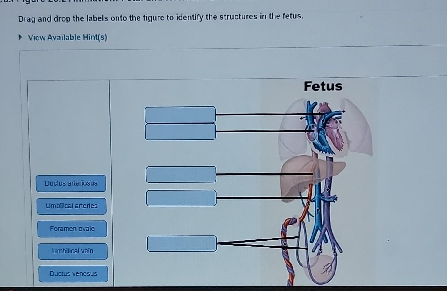 Solved Drag and drop the labels onto the figure to identify | Chegg.com
