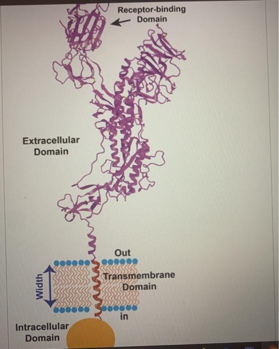 Solved Receptor-binding Domain Extracellular Domain Out | Chegg.com