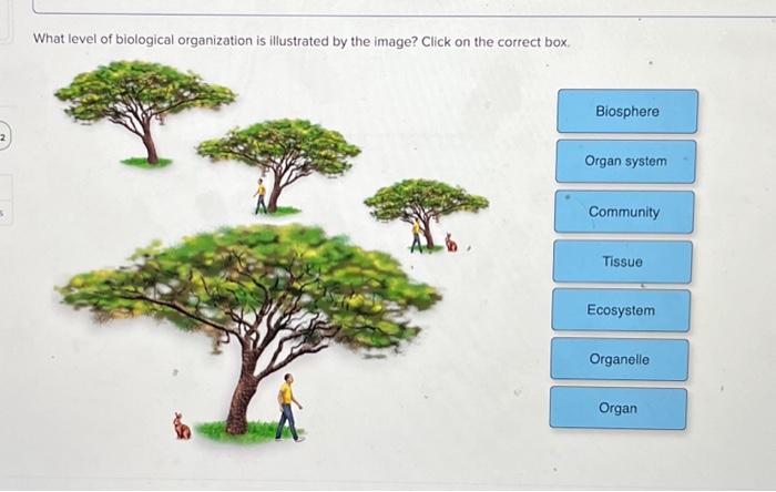 Solved 2 S What level of biological organization is | Chegg.com