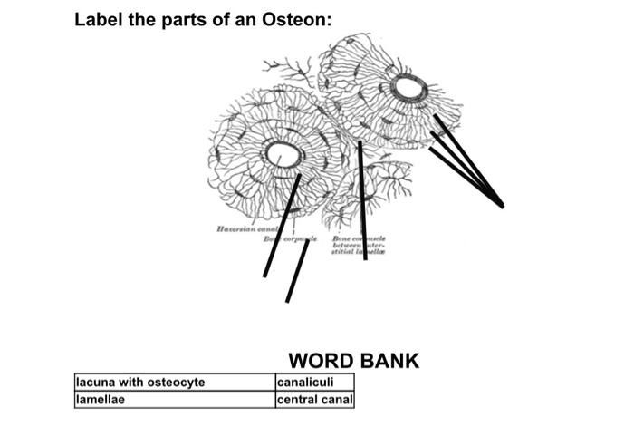 Solved Label the parts of an Osteon: WORD BANK | Chegg.com