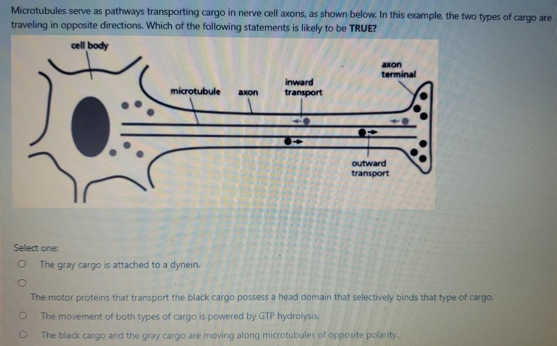Solved Microtubules serve as pathways transporting cargo in | Chegg.com