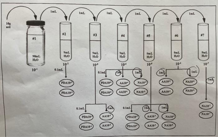 Solved How to calculate the dilution factor for AA, NA, and | Chegg.com
