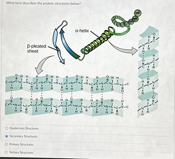 Solved What best describes the protein structures below? | Chegg.com