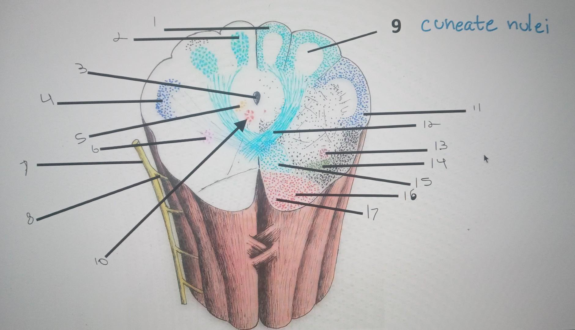 Solved Please label all the structures pointed on the black | Chegg.com