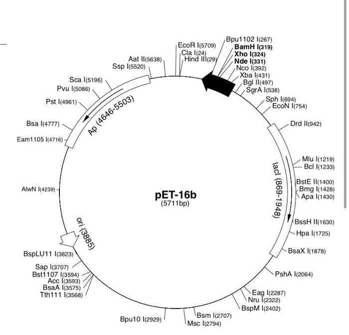 Solved 6. Look at the plasmid map for pET16 b posted on | Chegg.com