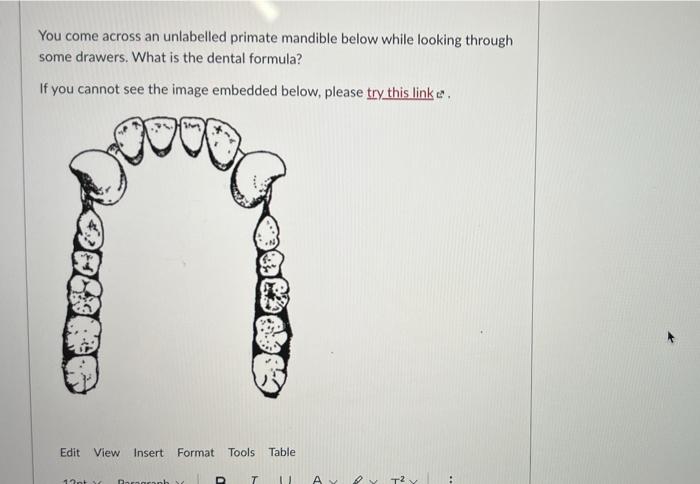 You come across an unlabelled primate mandible below | Chegg.com