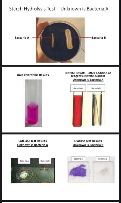 Solved Starch Hydrolysis Test - Unknown is Bacteria A | Chegg.com