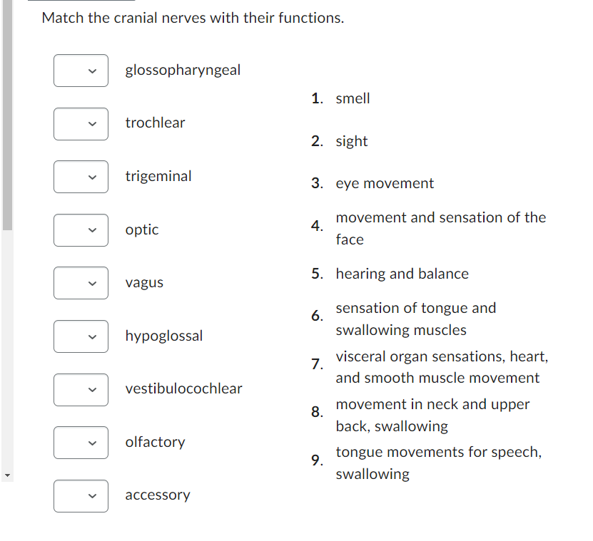 Solved Match the cranial nerves with their | Chegg.com