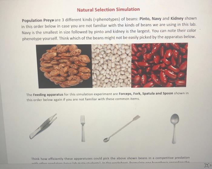 Solved Natural Selection Simulation Population Preys are 3 | Chegg.com