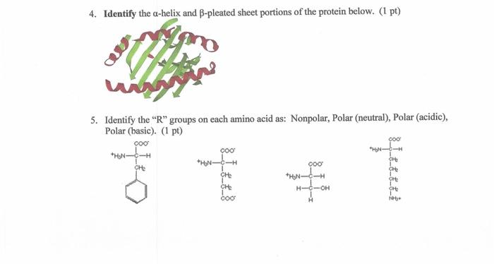 Solved 4. Identify the α-helix and β-pleated sheet portions | Chegg.com