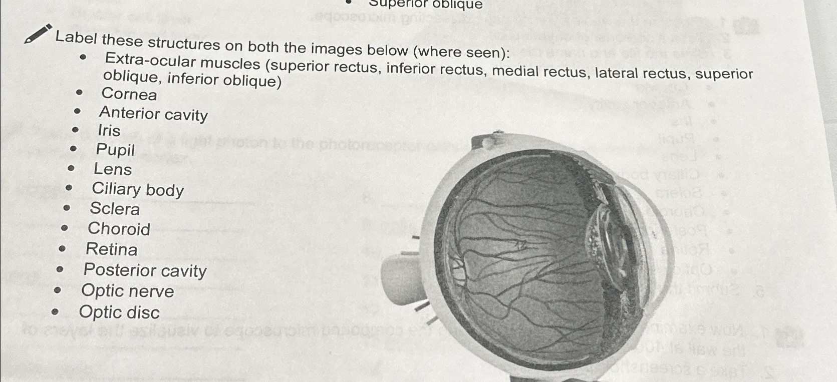 Solved Label these structures on both the images below | Chegg.com