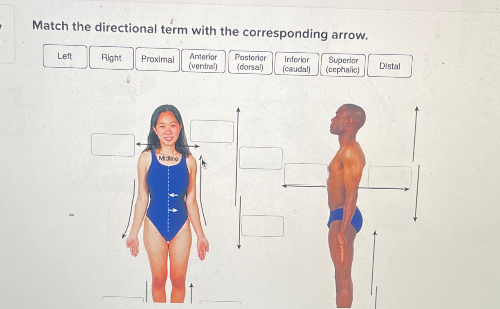 Solved Match the directional term with the corresponding | Chegg.com