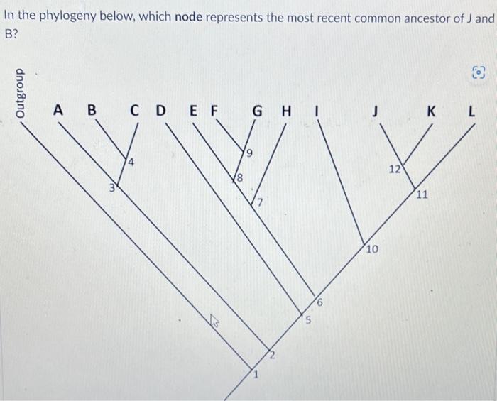 Solved In the phylogeny below, which node represents the | Chegg.com