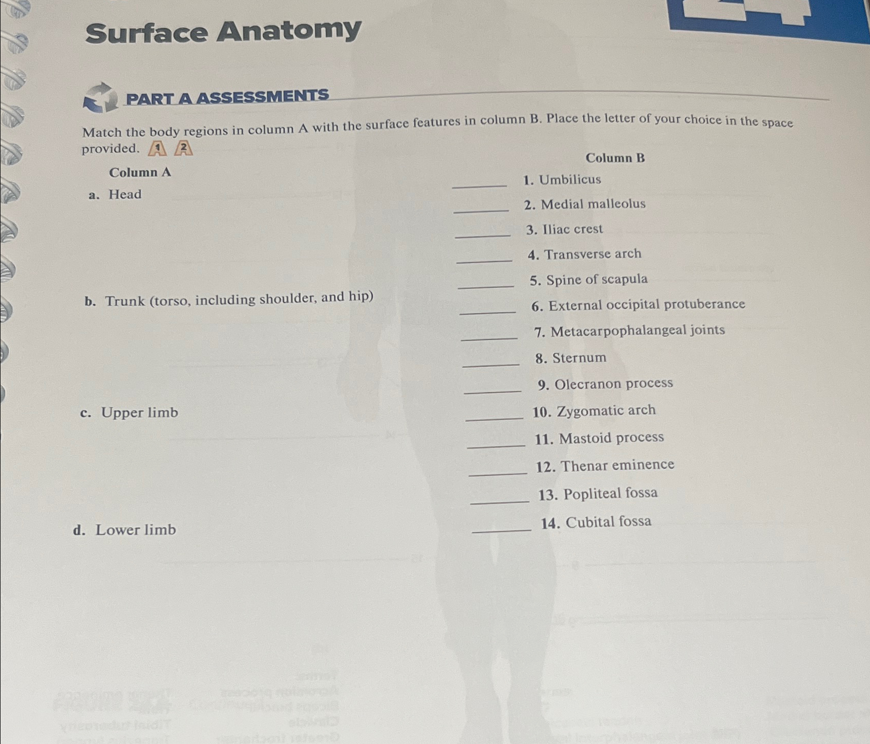 Solved Surface AnatomyE. ﻿PART A ASSESSMENTSMatch the body | Chegg.com
