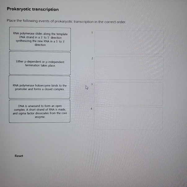 Solved Prokaryotic transcription Place the following events | Chegg.com