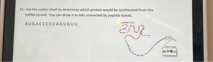 Solved 15. Use the codon chart to determine which protein | Chegg.com