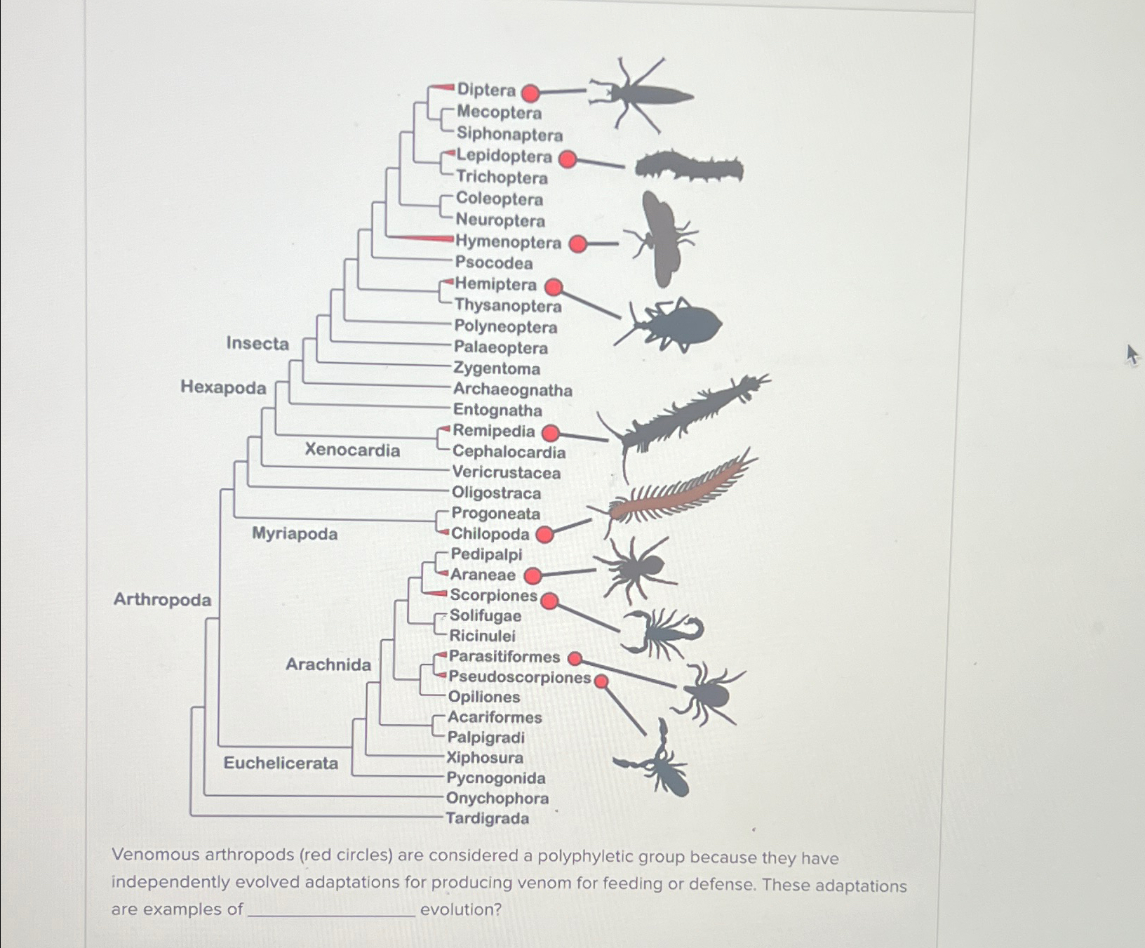 Solved Venomous arthropods (red circles) ﻿are considered a | Chegg.com