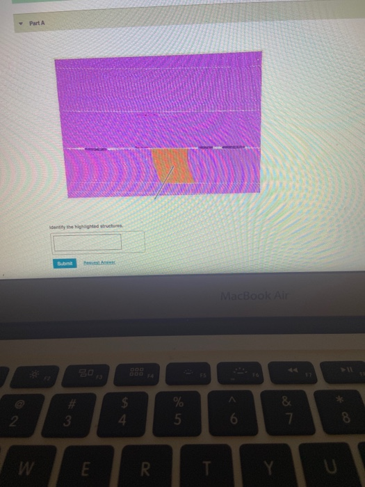 Solved Part A Identify the highlighted structures Submit | Chegg.com