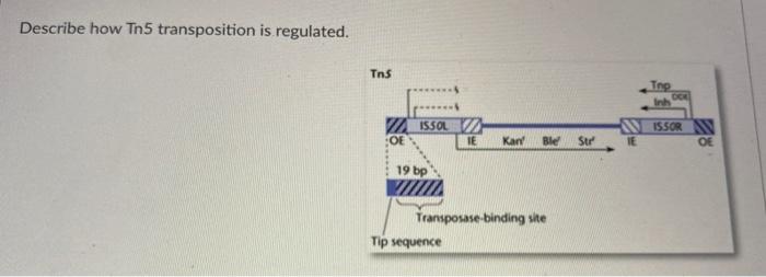 Solved Describe how Tn5 transposition is regulated. Tns Tng | Chegg.com