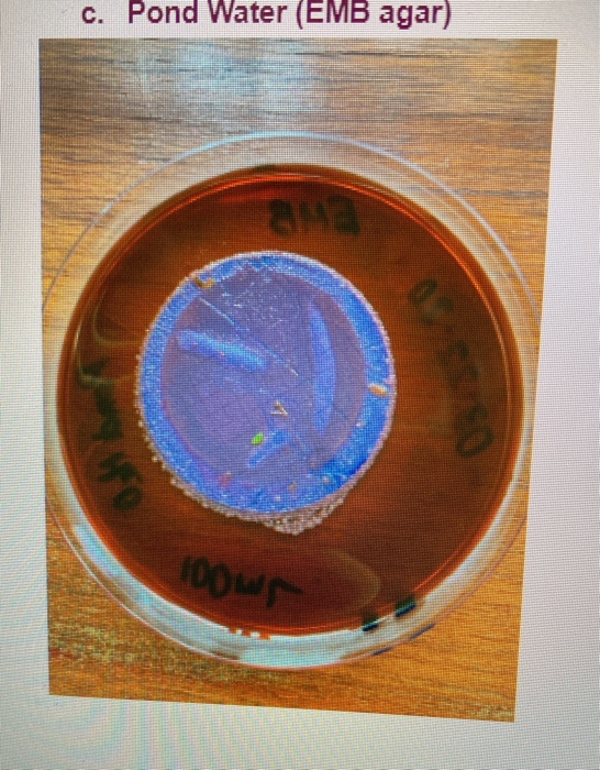 Exercise 21 Lab Report: Name a. MPN Test Results 1. | Chegg.com