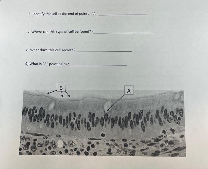 Solved 6. Identify the cell at the end of pointer "A." 7. | Chegg.com