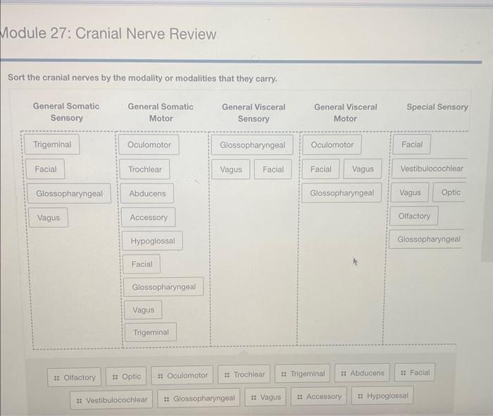 Solved Module 27: Cranial Nerve Review Sort the cranial | Chegg.com