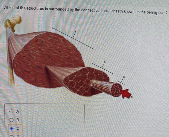 Solved Which of the structures is surrounded by the | Chegg.com