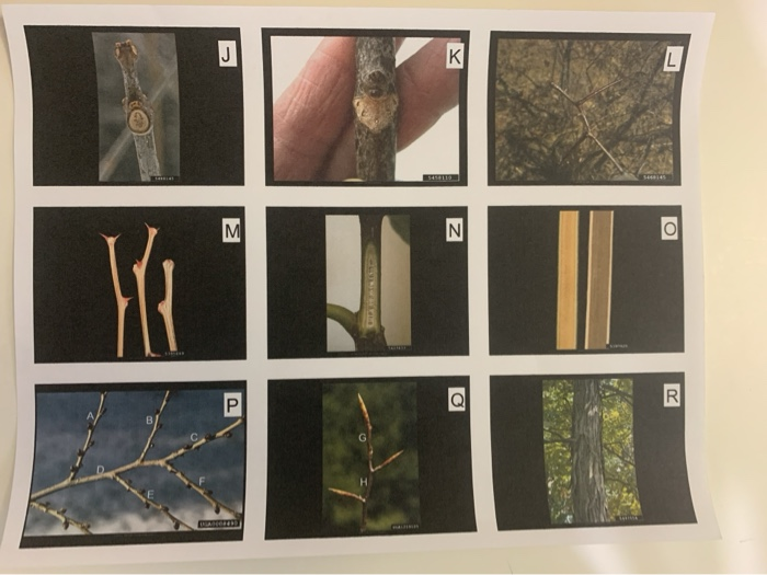 Solved Figure 5 6. What type of pith does specimen N have? | Chegg.com