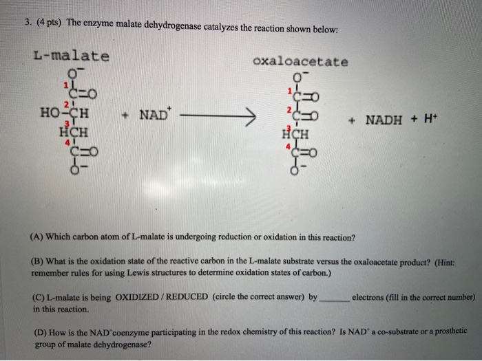 Solved The enzyme malate dehydrogenase catalyzes the | Chegg.com