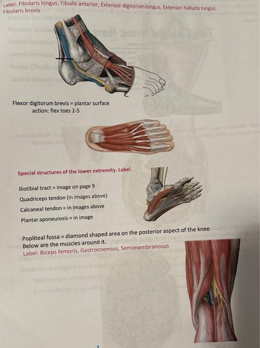Label: Fibularis longus, Tibialis anterior, Extensor | Chegg.com