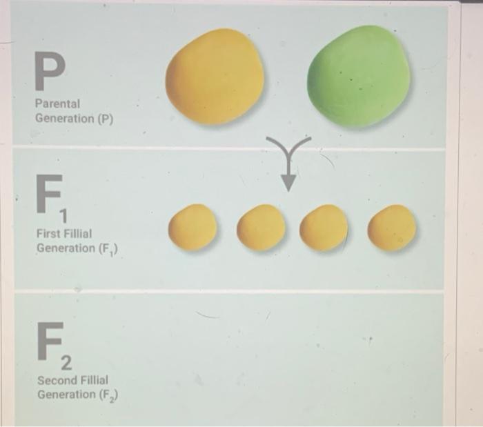 Solved P. Parental Generation (P) E 1 First Fillial | Chegg.com