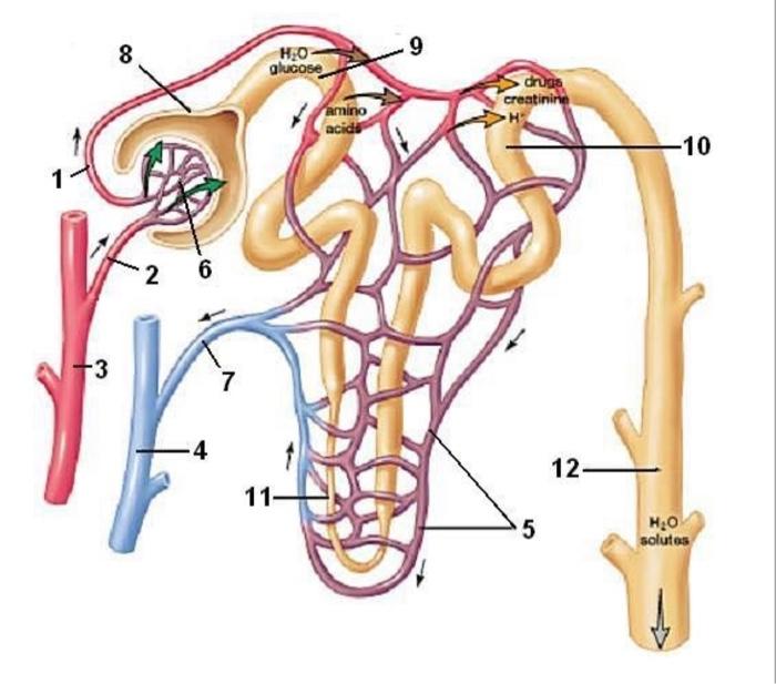Solved interlobular vein nephron loop vasa recta Bowman's | Chegg.com