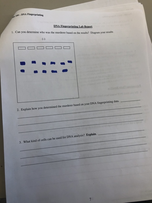 09 - DNA Fingerprinting DNA Fingerprinting Lab Report | Chegg.com