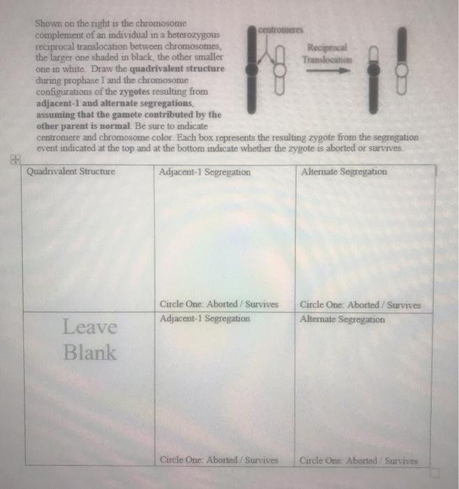 Solved Shown on the right is the chromosome cores complement | Chegg.com