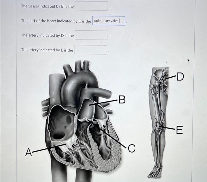 Solved The vessel indicated by B is the The part of the | Chegg.com