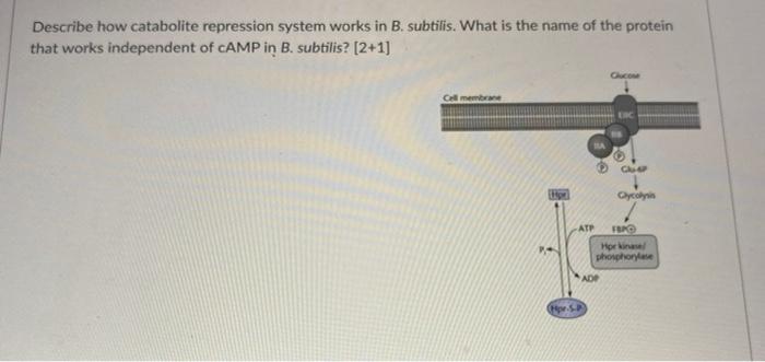 Solved Describe how catabolite repression system works in B. | Chegg.com