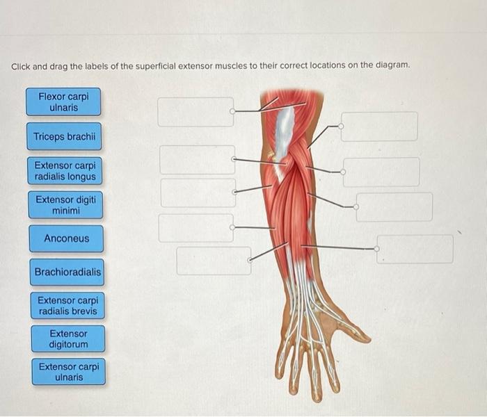Solved Click and drag the labels of the superficial extensor | Chegg.com