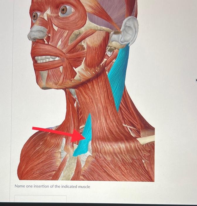 Solved Name one insertion of the indicated muscle Aside | Chegg.com