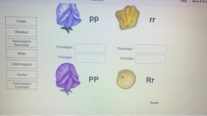 Solved Using your knowledge of dominant and recessive | Chegg.com