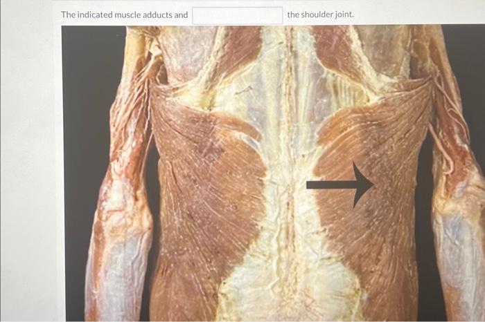 Solved The indicated muscle adducts and the shoulder joint. | Chegg.com
