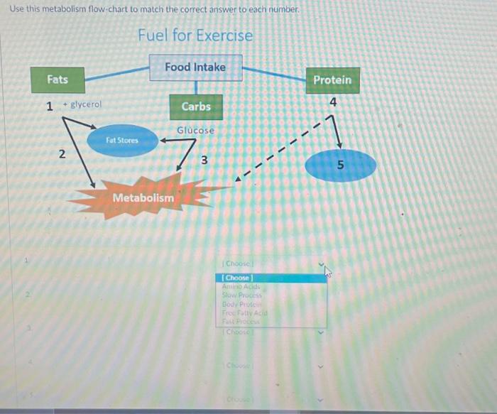 Solved Use this metabolism flow-chart to match the correct | Chegg.com