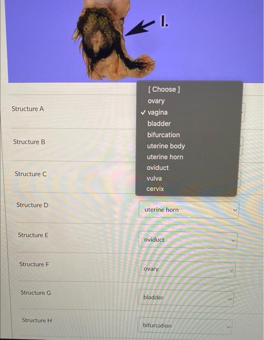 Solved Identifv the structures labeled.Structure B Structure | Chegg.com