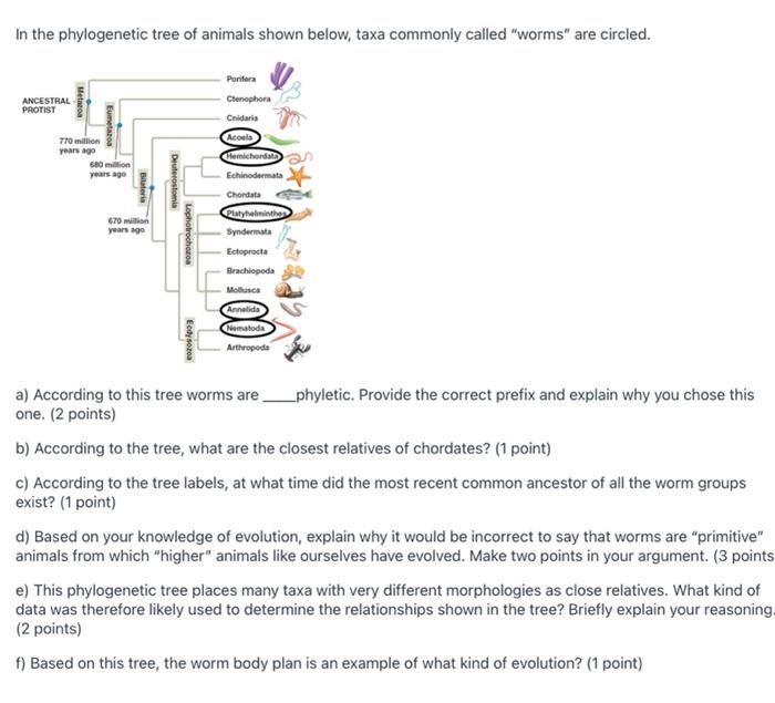 Solved In the phylogenetic tree of animals shown below, taxa | Chegg.com