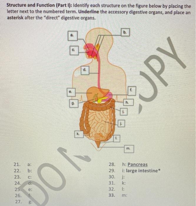 Solved Structure and Function (Part I): Identify each | Chegg.com
