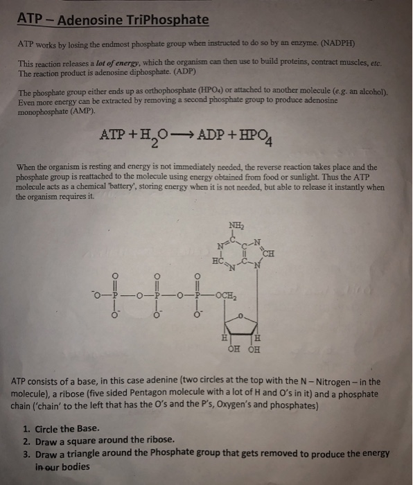 Solved ATP - Adenosine TriPhosphate ATP works by losing the | Chegg.com